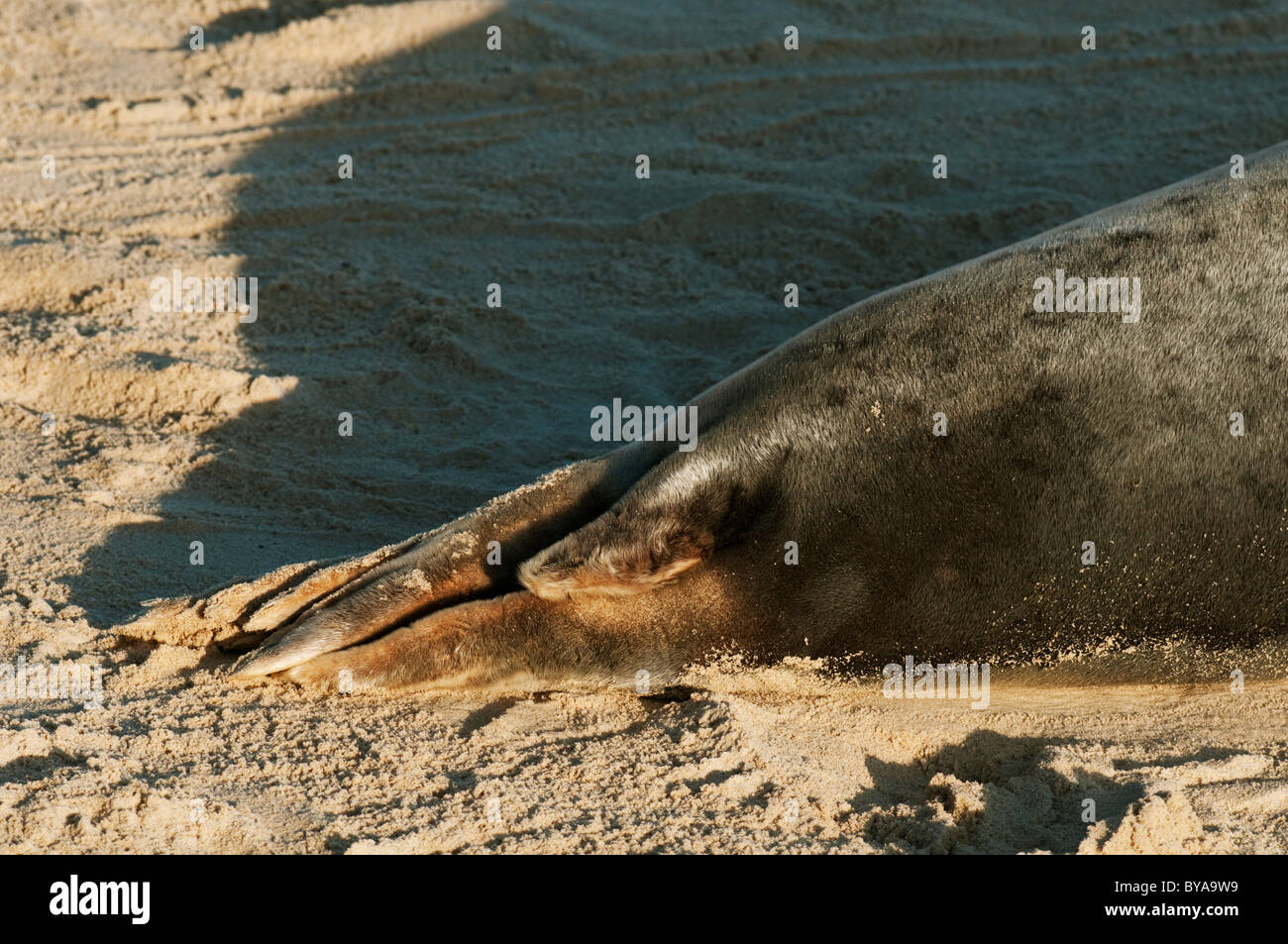 Grey Seal, Halichoerus grypus, adult, showing hind flippers, Norfolk ...