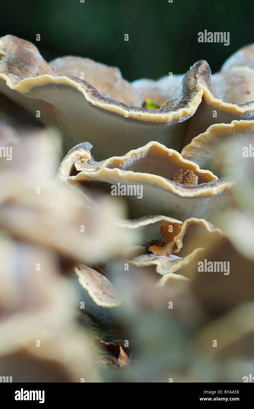 Giant polypore mushroom hi-res stock photography and images - Alamy