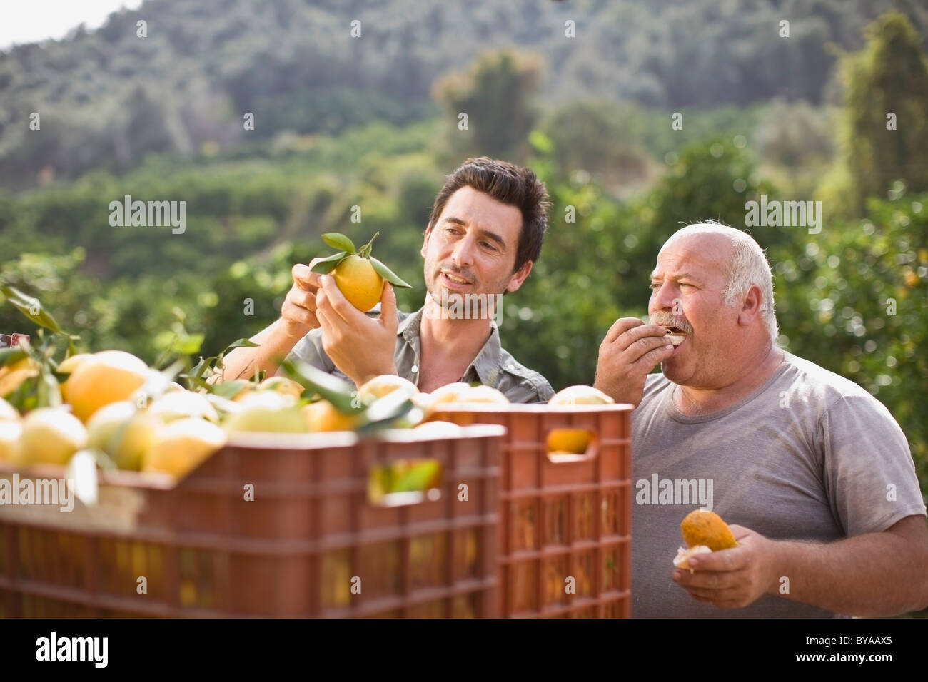 Men working at orange plantation Stock Photo - Alamy