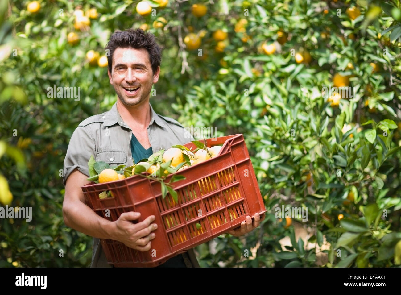 Man carrying a box with oranges Stock Photo - Alamy
