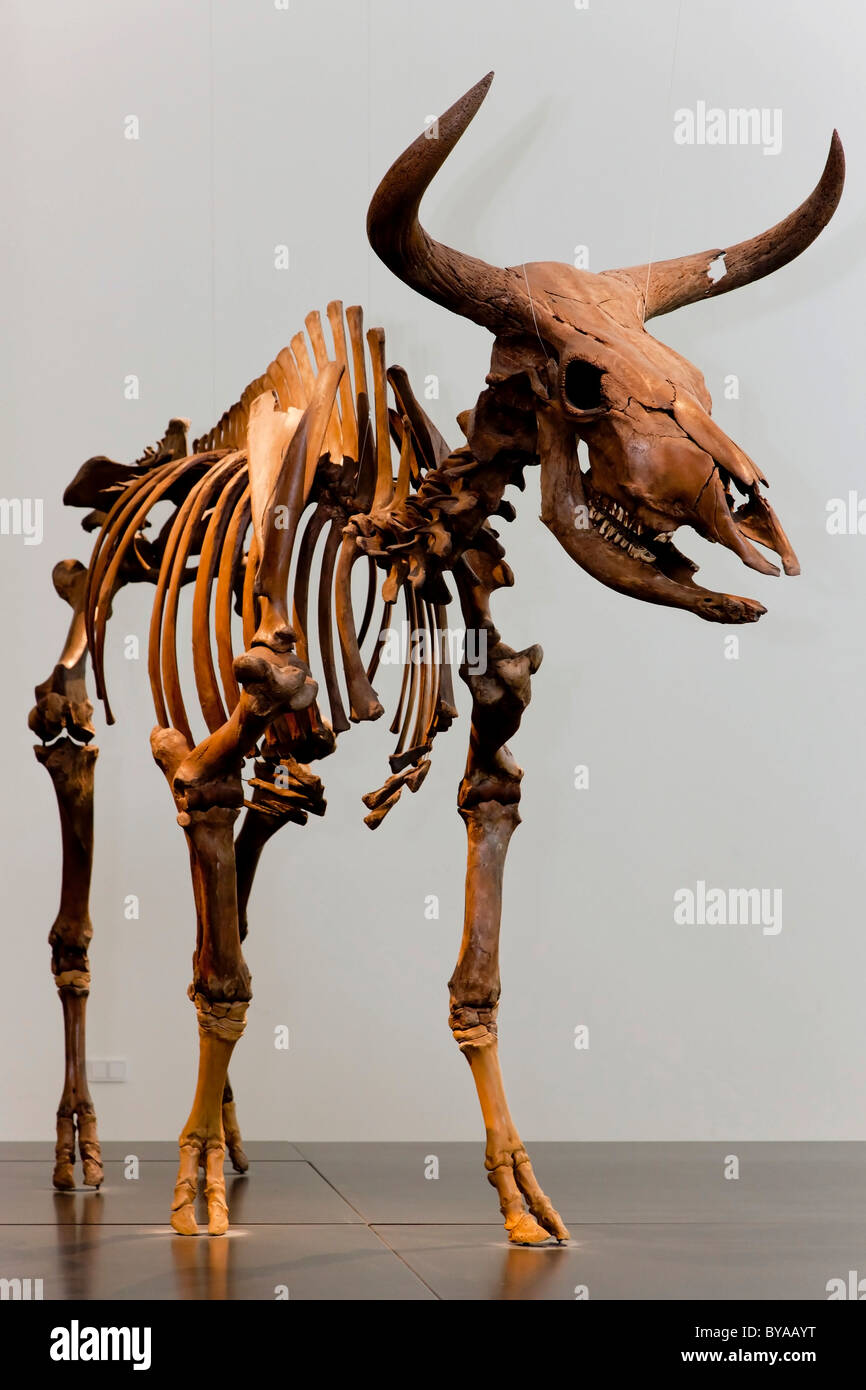 Aurochs Skeleton