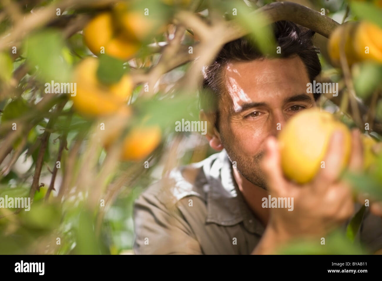 Man picking oranges hi-res stock photography and images - Alamy