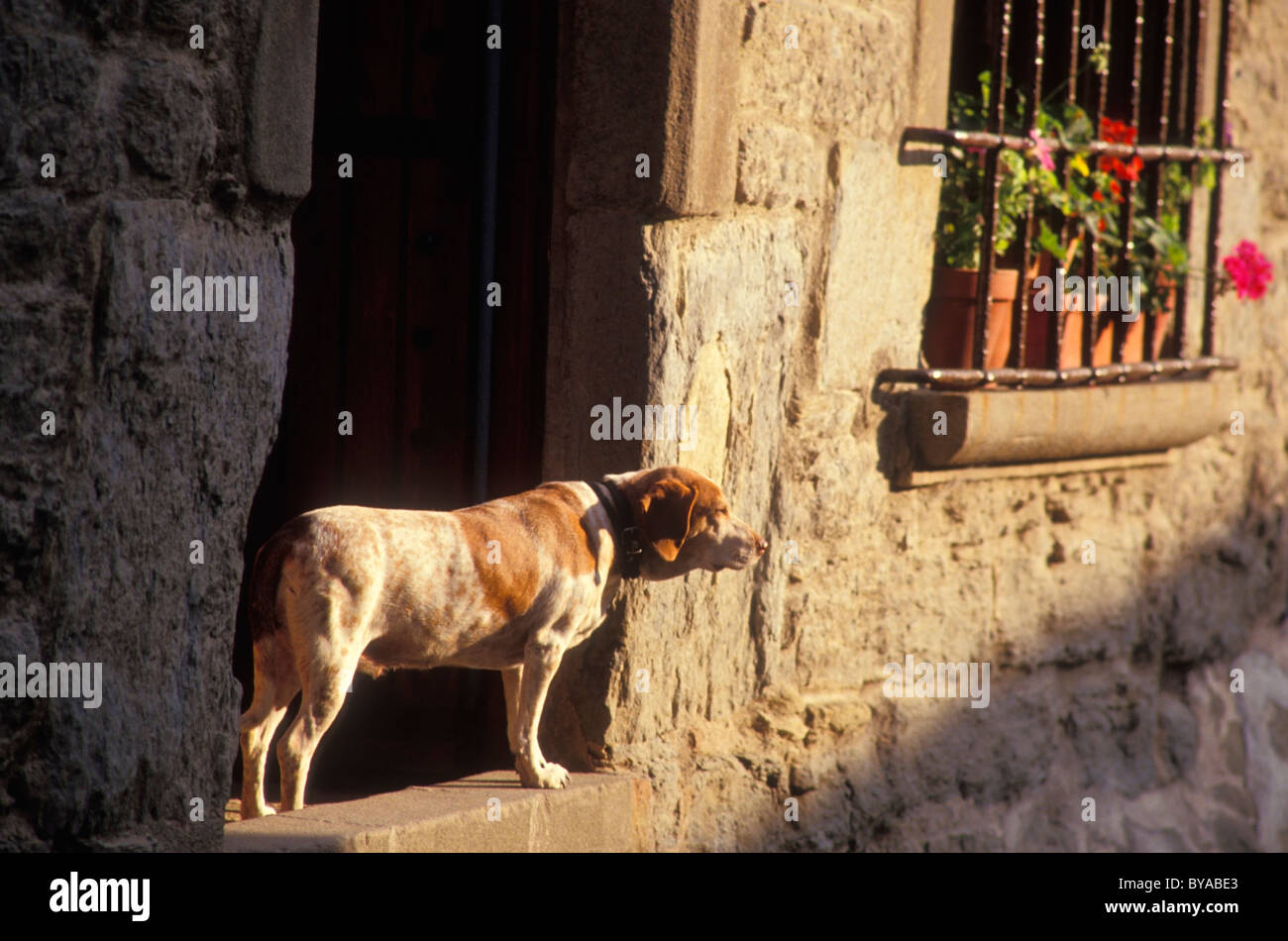 DOG IN RUPIT, MOUNTAIN VILLAGE, CATALONIA, SPAIN Stock Photo - Alamy