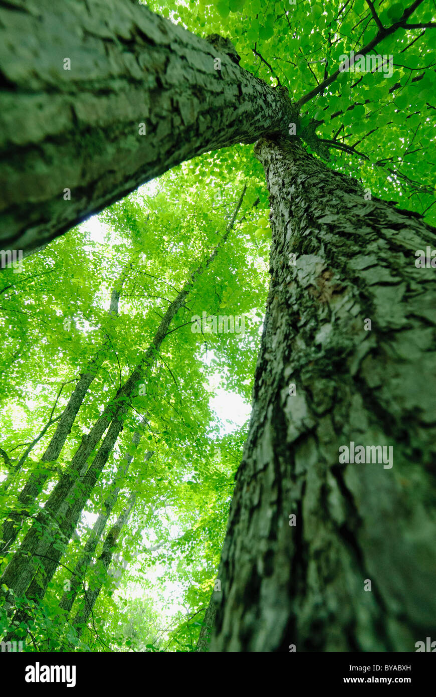 Low angle vertical image hi-res stock photography and images - Alamy