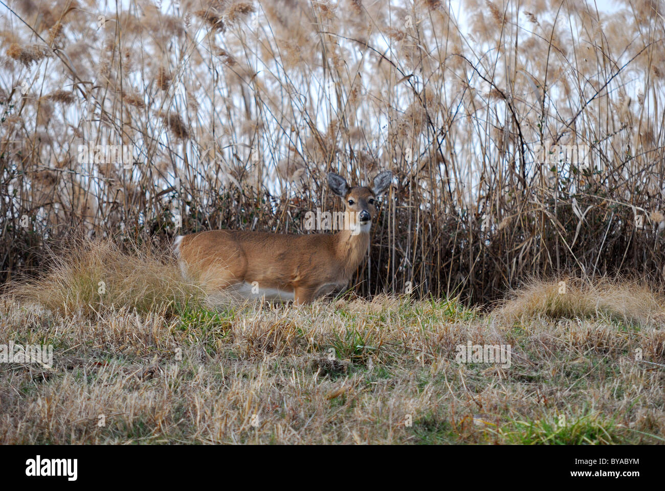 Wild whitetail deer grazing near James River, Chester, Virginia Stock ...