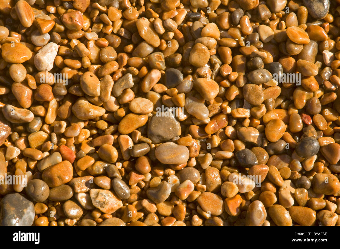 Pebbles make for a colourful display at Seatown beach on the Dorset ...