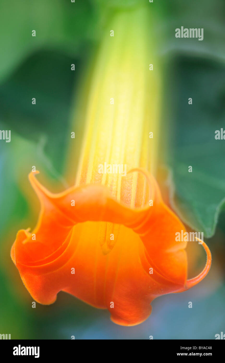 Red Angel's Trumpet (Brugmansia sanguinea) from South America Stock ...
