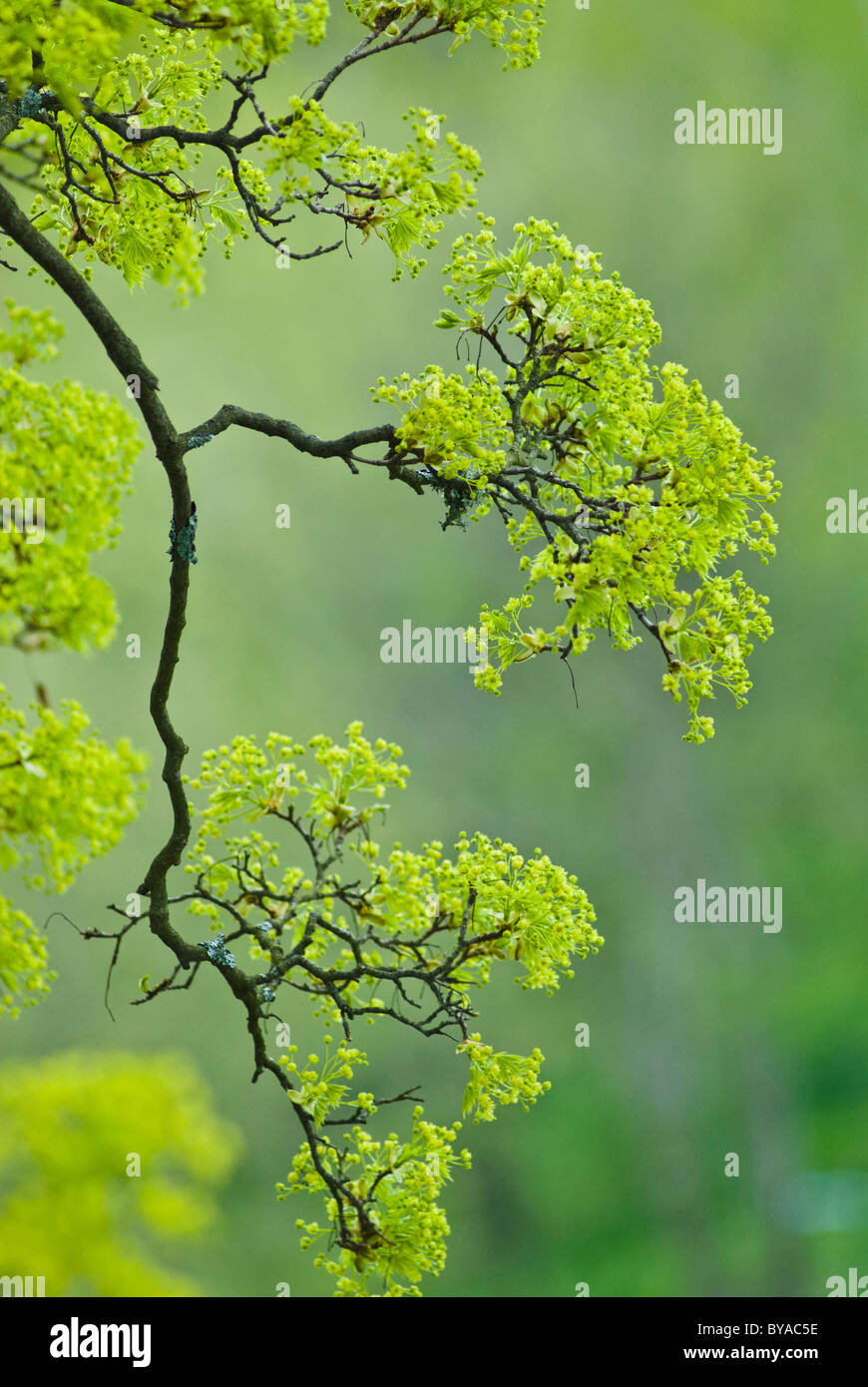 Seasons springtime hi-res stock photography and images - Alamy