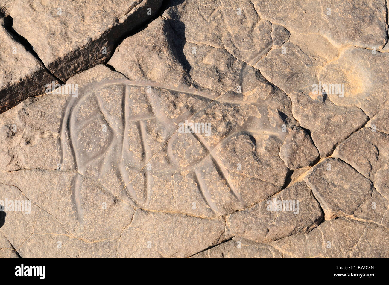 Prehistoric rock engraving of a cow or bull, neolithic rock art of ...