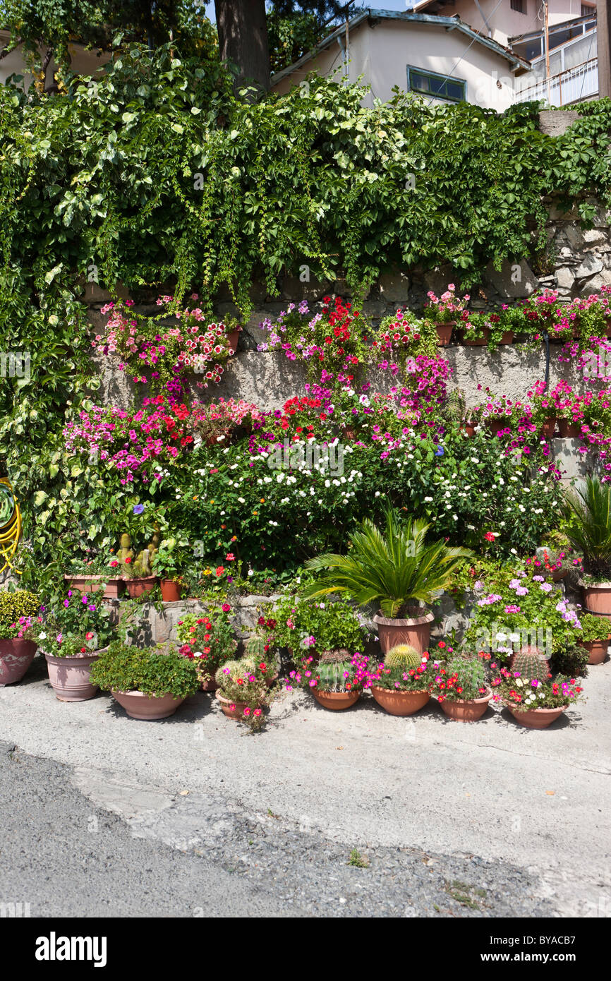 Cyprus plants hi-res stock photography and images - Alamy