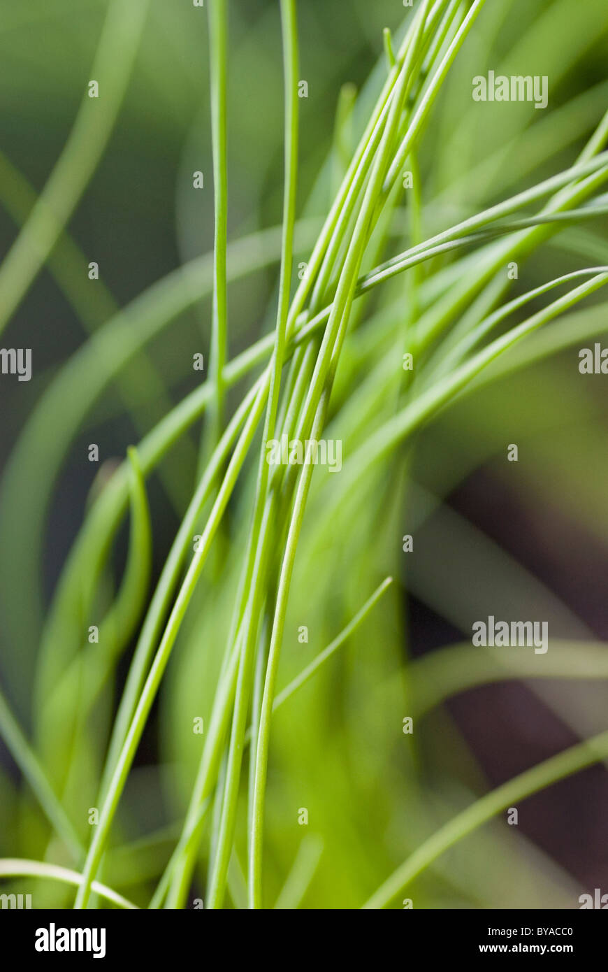 Close-up of Chive Stock Photo - Alamy