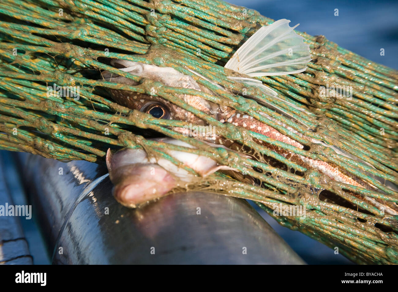 Trawling fishing hi-res stock photography and images - Alamy