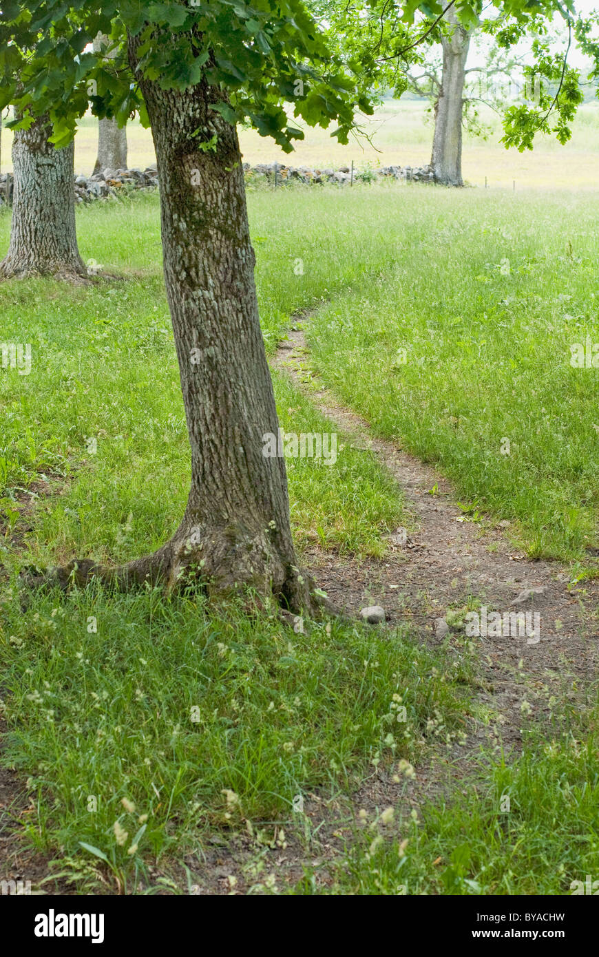 Path running through landscape, Sweden Stock Photo - Alamy