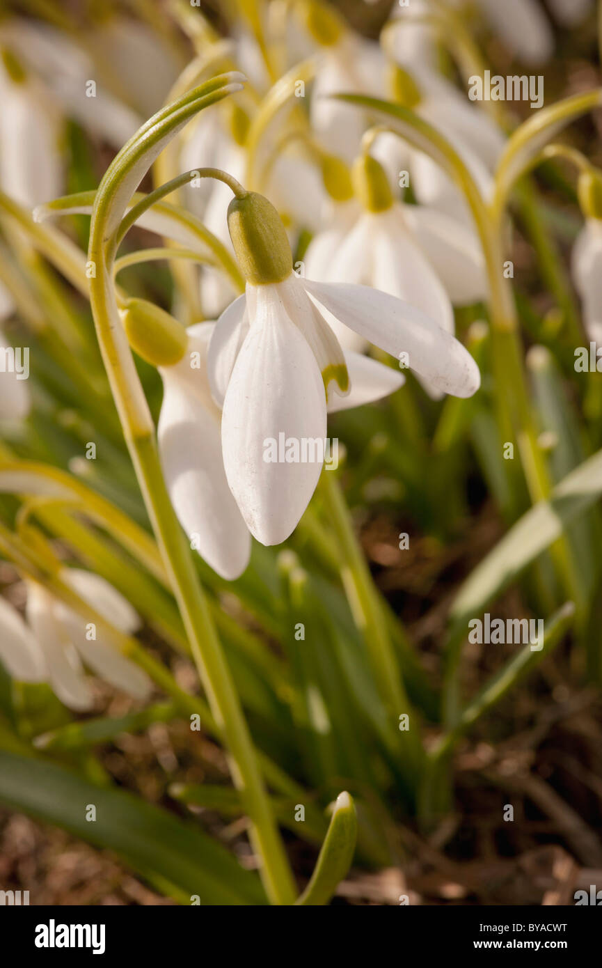 Snowdrops common closeup galanthus nivalis hi-res stock photography and ...
