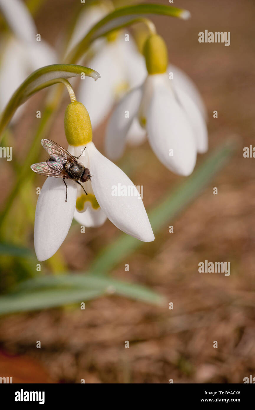 Fly sitting on Common Snowdrop (Galanthus nivalis), Sweden Stock Photo ...