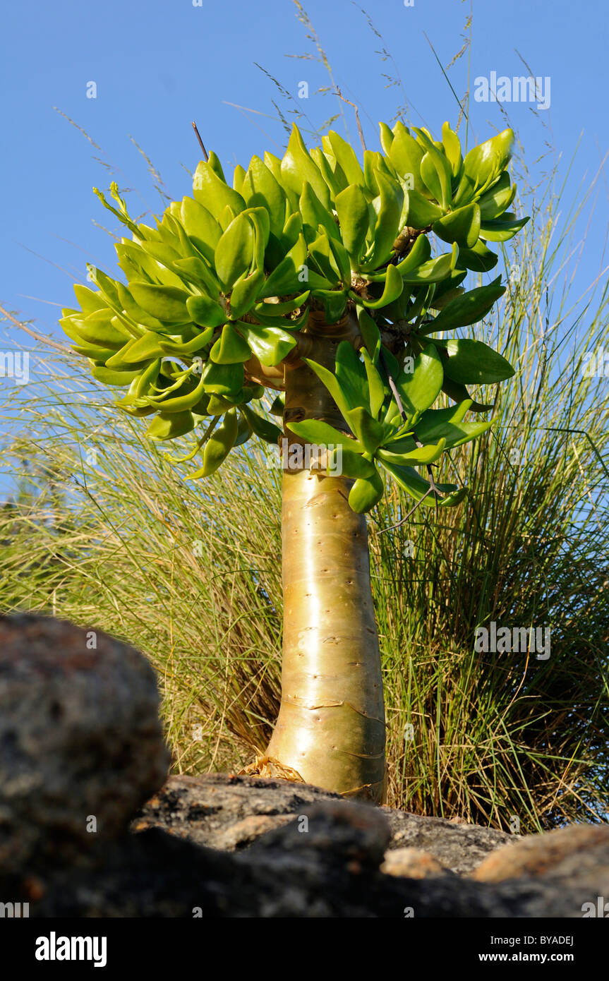 Botterboom or Butter Tree (Tylecodon paniculatus) in habitat ...
