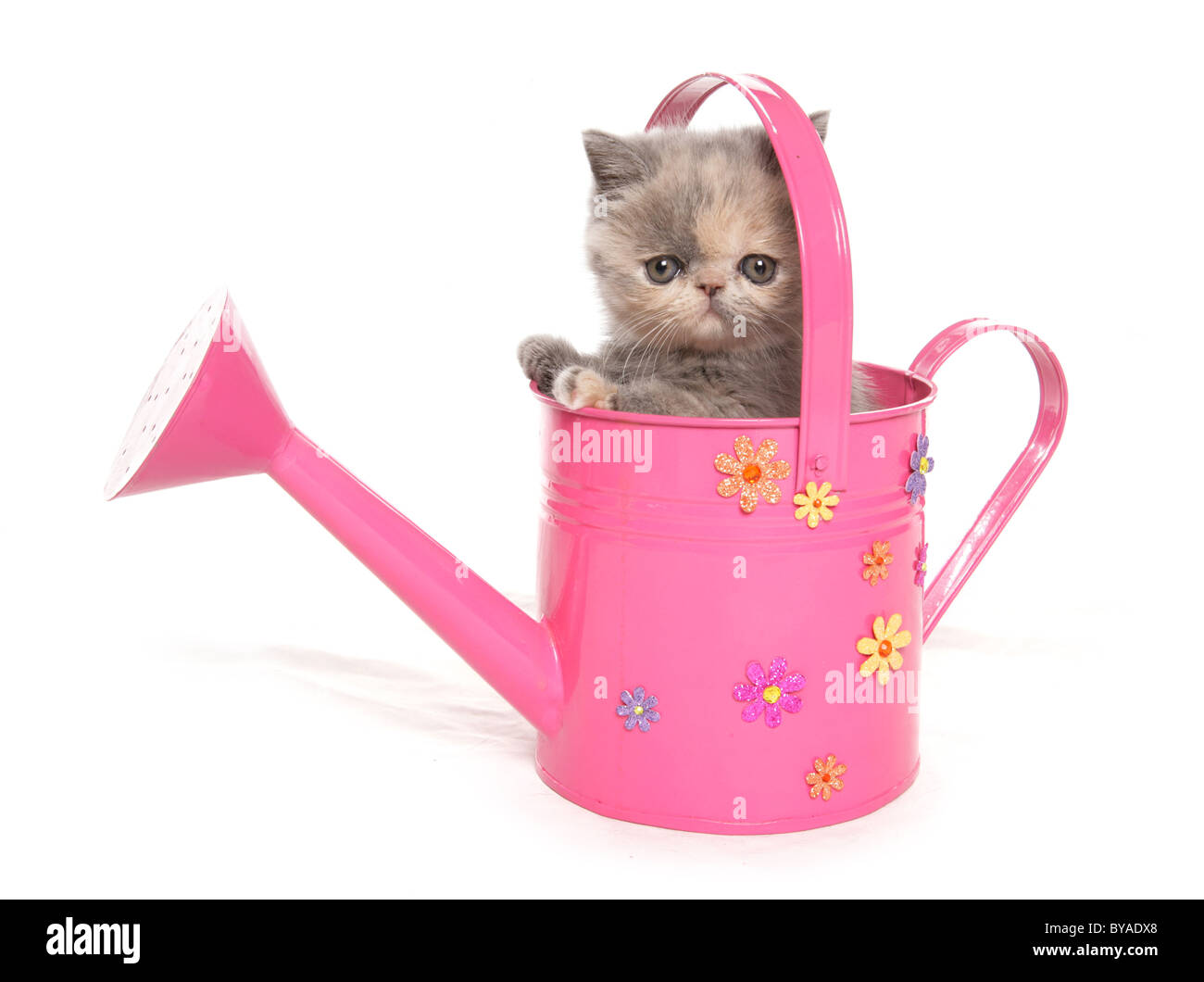 exotic kitten in a pink watering can studio portrait Stock Photo - Alamy