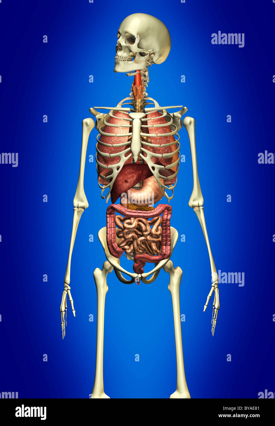 3D rendering of a male skeleton with internal organs, on blue ...