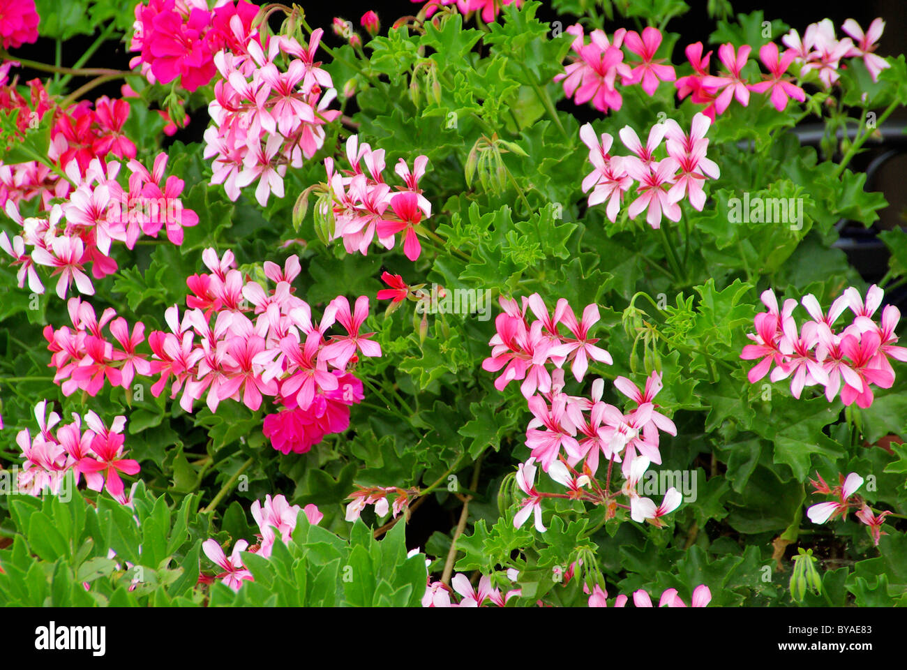 Gerania hi-res stock photography and images - Alamy
