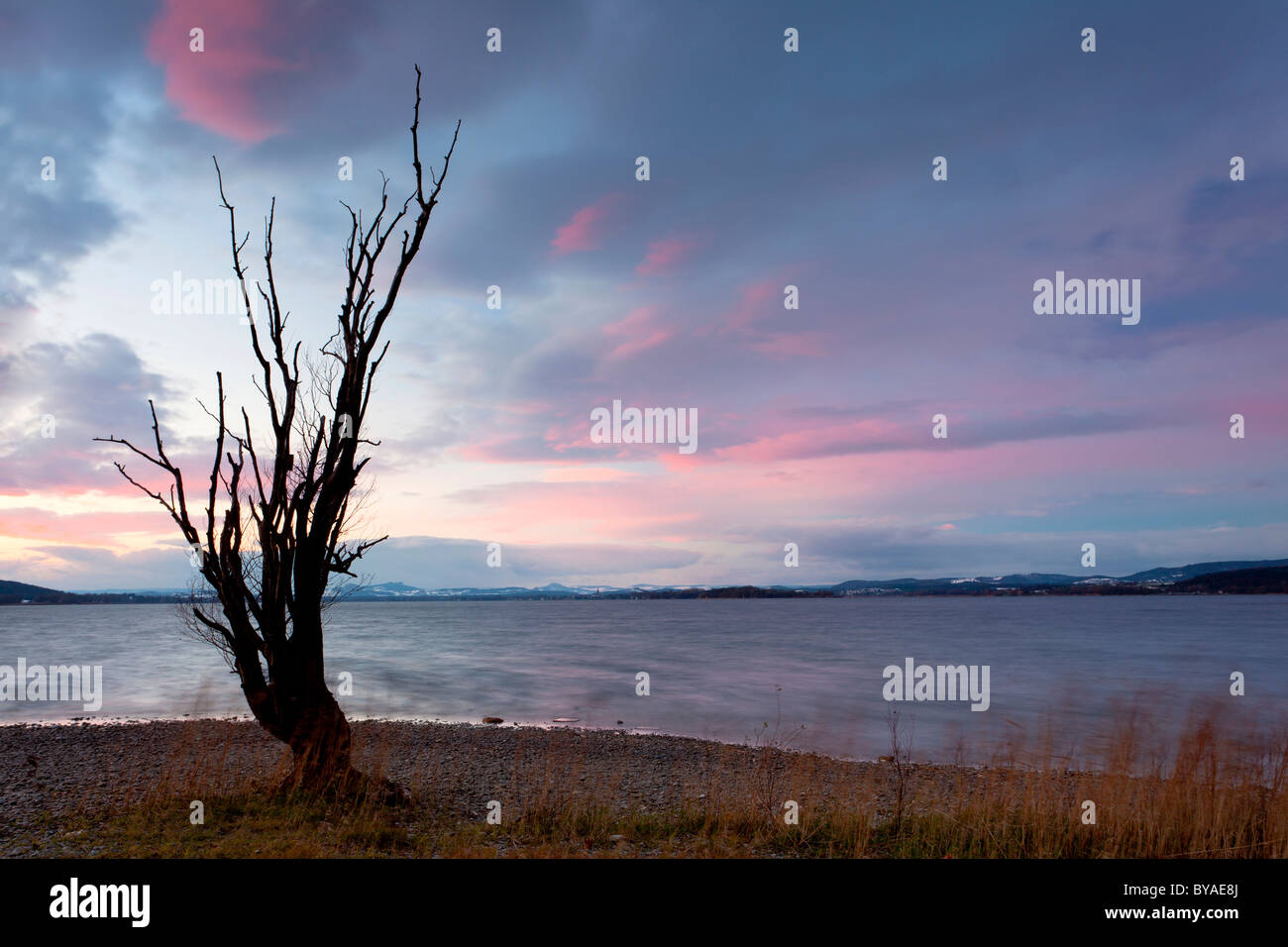 Reichenau island on Lake Constance in the evening light, Baden ...