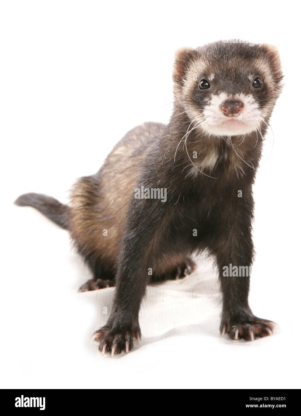 Polecat ferret hi-res stock photography and images - Alamy