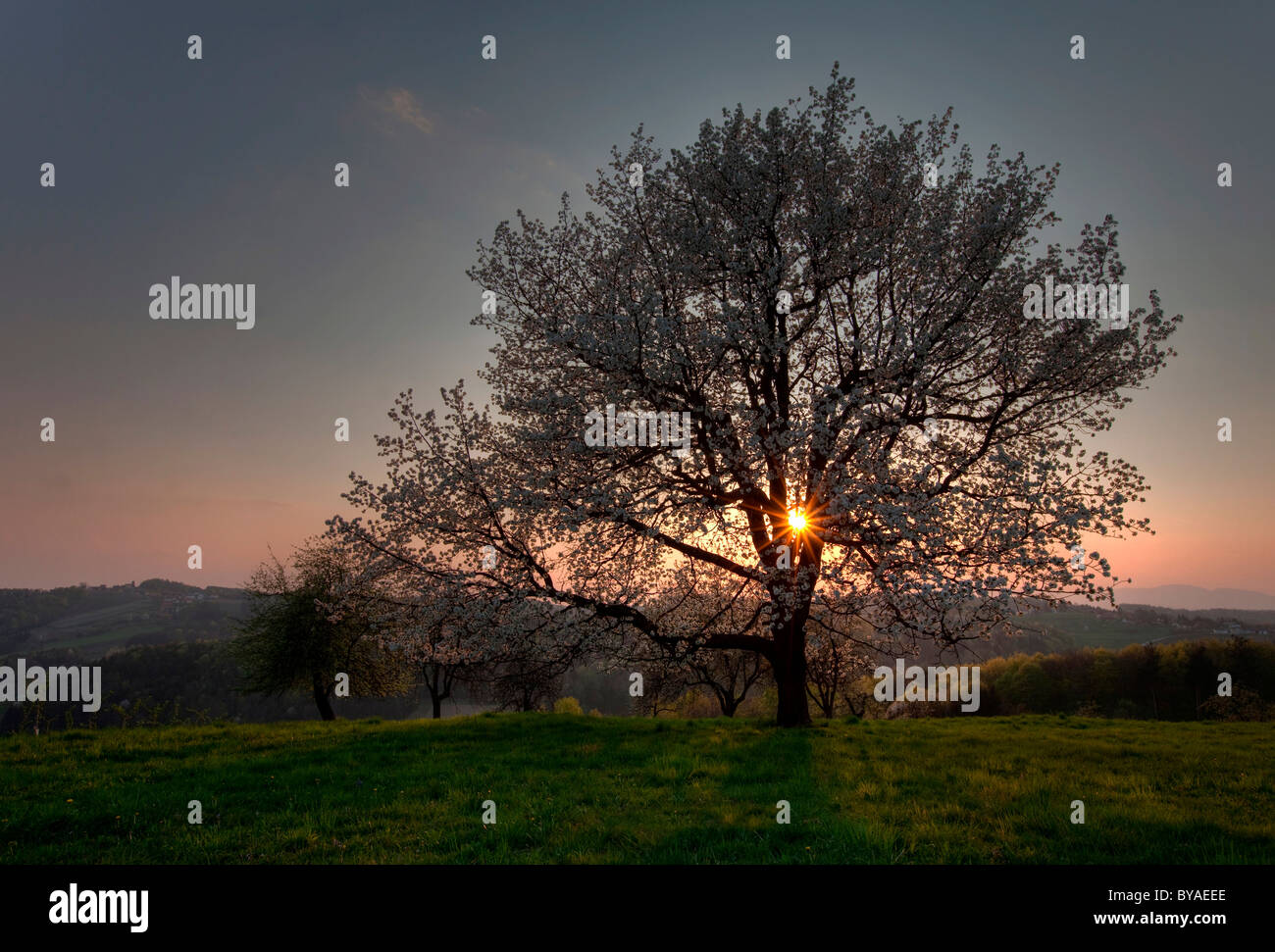 Cherry tree in bloom at sunset, Styria, Austria, Europe Stock Photo - Alamy