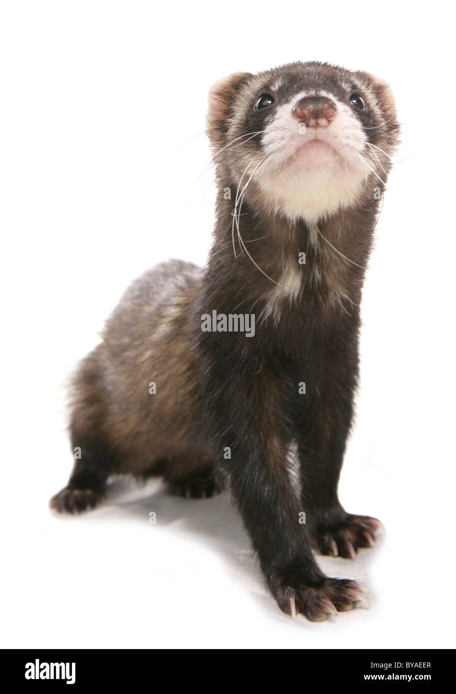 Polecat ferret hi-res stock photography and images - Alamy