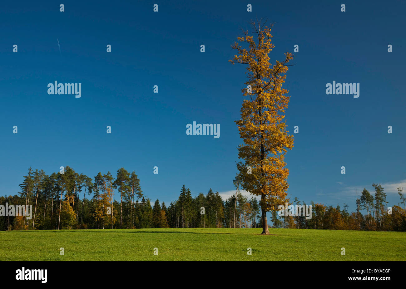 Tall oak hi-res stock photography and images - Alamy