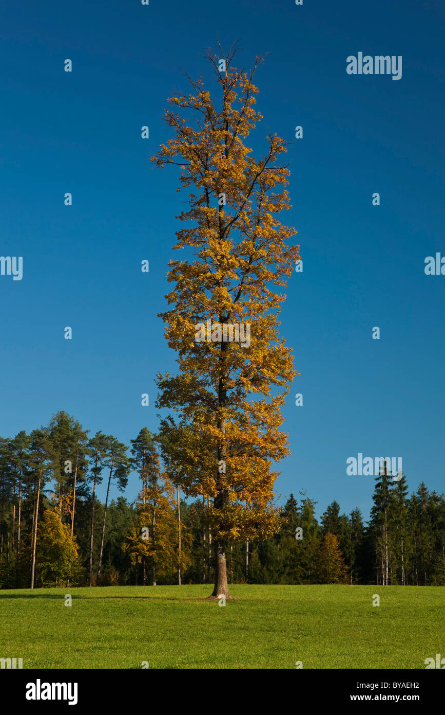 Tall oak (Quercus) in autumn with yellow leaves, Weiz, Styria, Austria ...