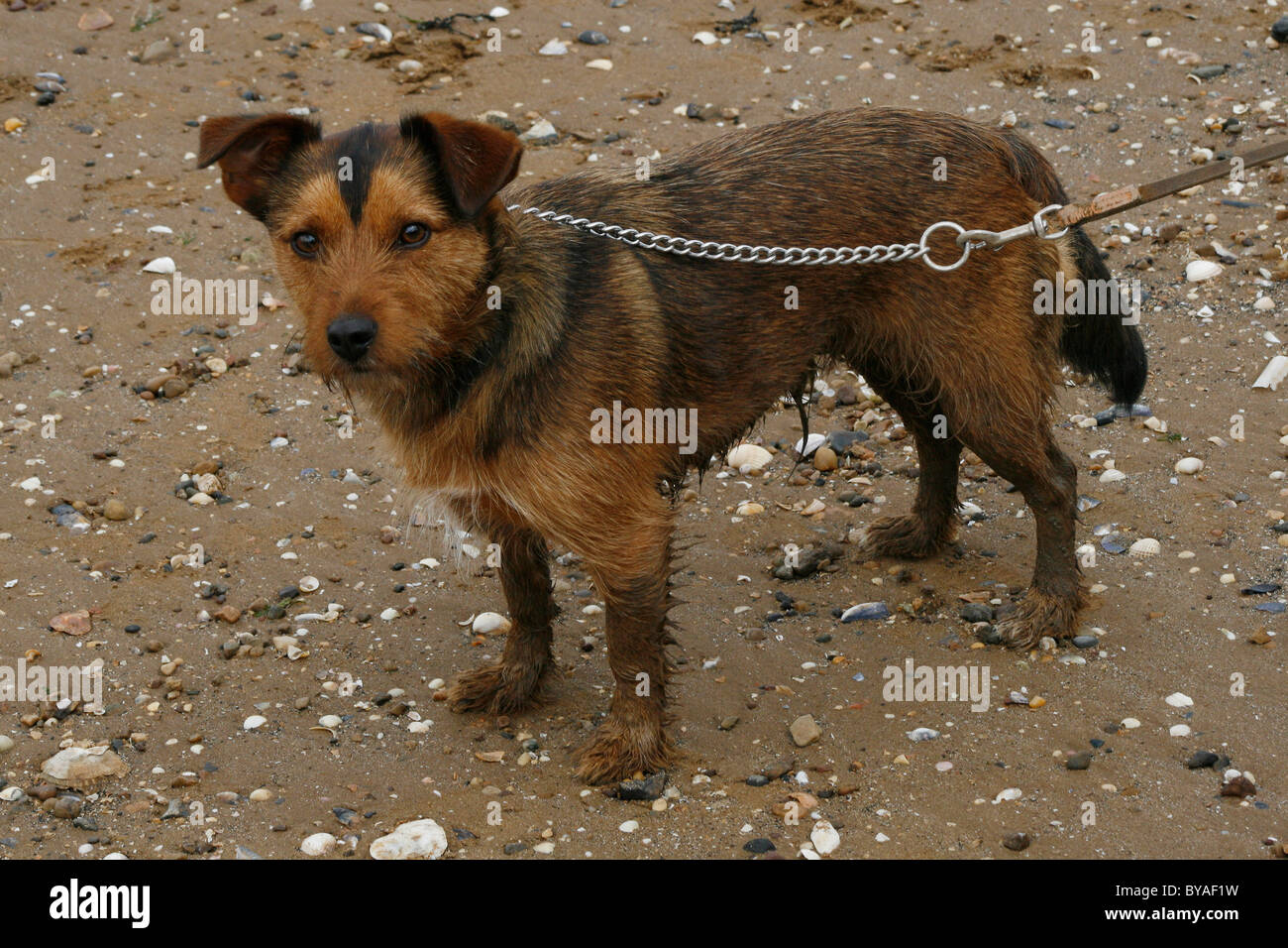 Muddy dog hi-res stock photography and images - Alamy