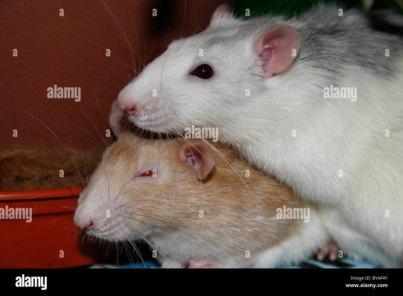 rats cuddled up Stock Photo - Alamy