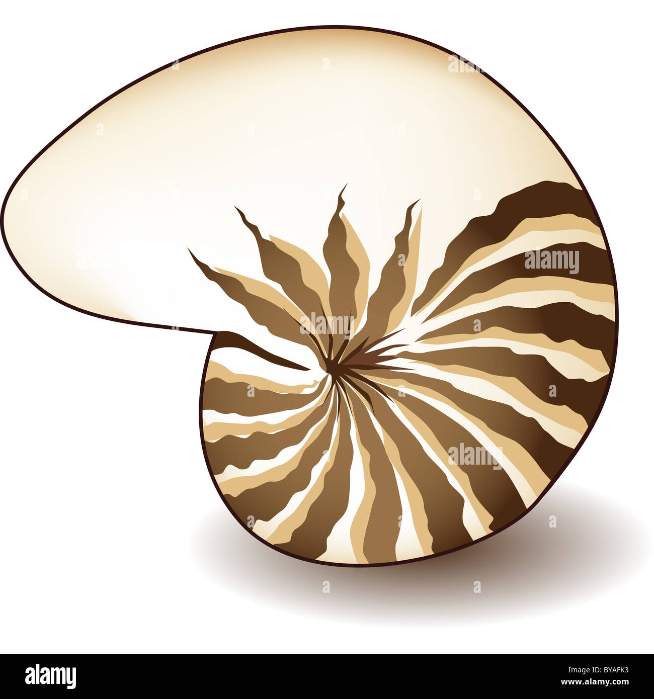 Nautilus shell isolated on a white background Stock Photo - Alamy