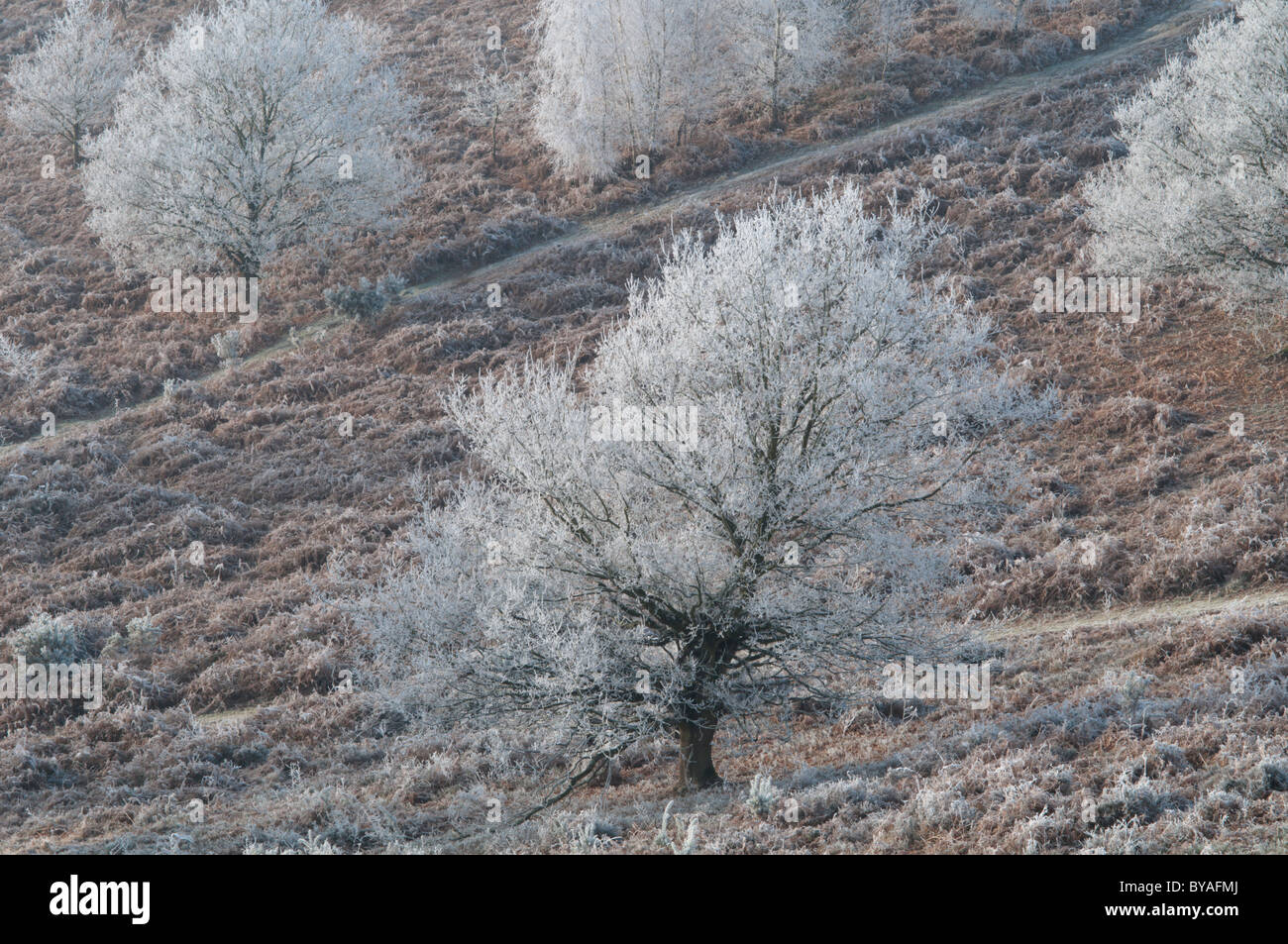 Hoar frost on trees. Woolbeding Common, near Midhurst, West Sussex, UK ...