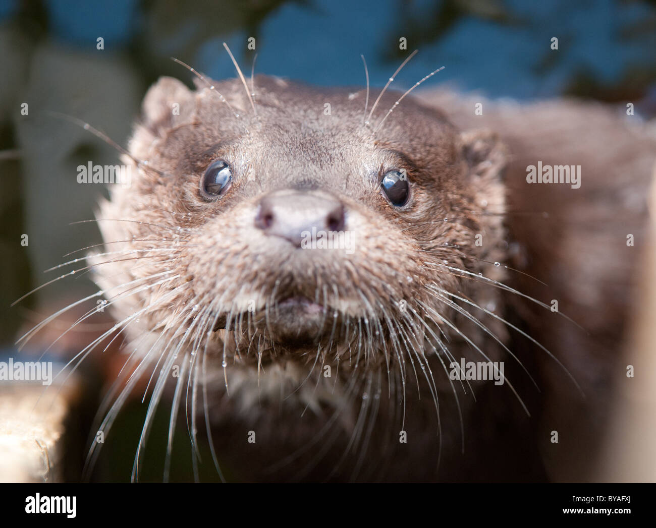 River Otter Face