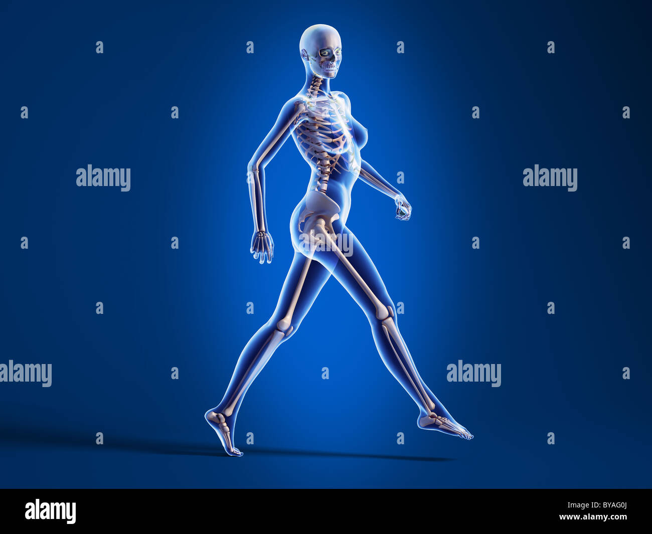 X-ray looking, naked woman, walking on floor, with bone skeleton superimposed, on blue ...
