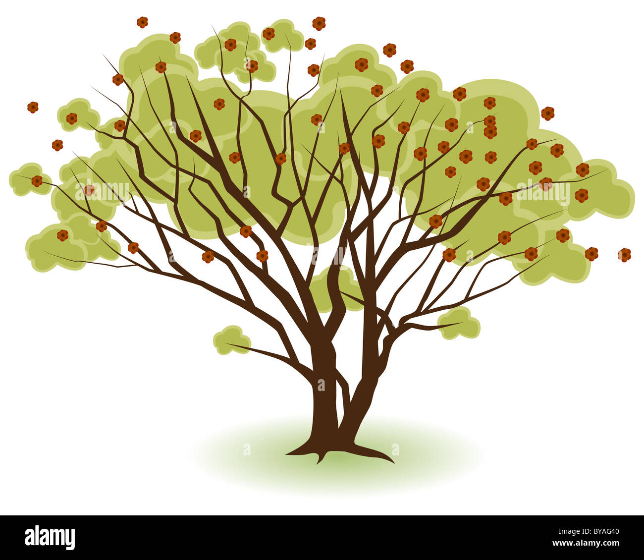 Two trees growing together isolated on a white background Stock Photo ...