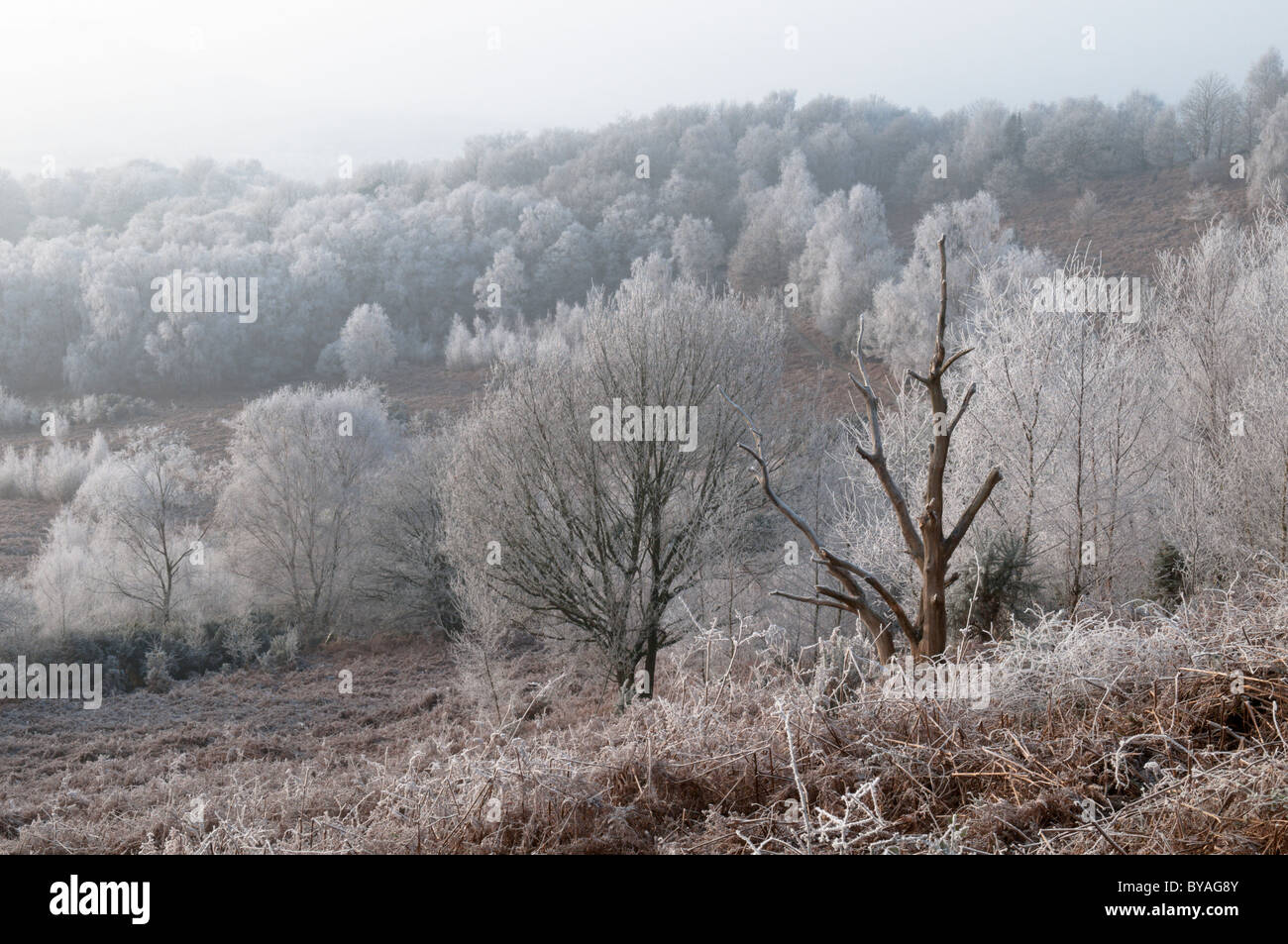 Freezing frost frozen trees hi-res stock photography and images - Alamy