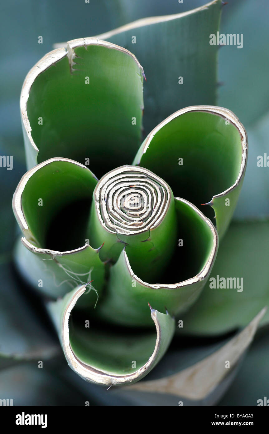 Agave leaves hi-res stock photography and images - Alamy