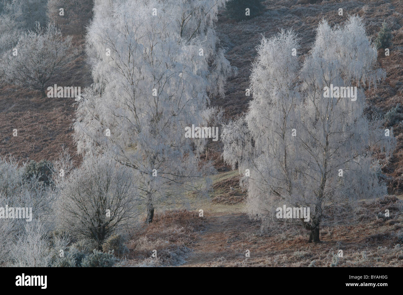 Midhurst common hi-res stock photography and images - Alamy