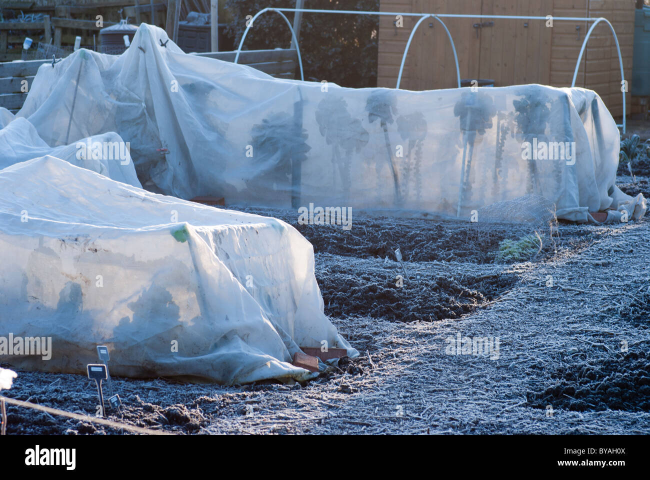 Garden fleece being used as frost protection on an allotment Stock ...