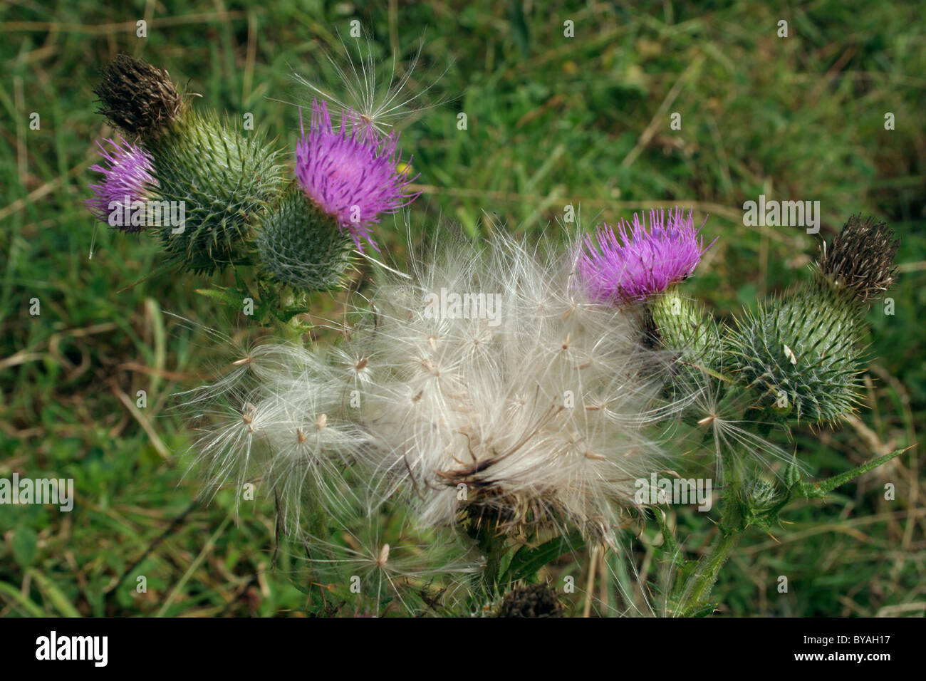 Bull thistles cirsium lanceolatum hi-res stock photography and images ...