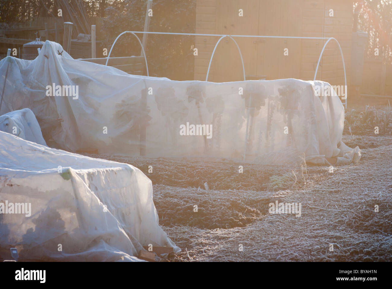 Garden fleece being used as frost protection on an allotment Stock ...