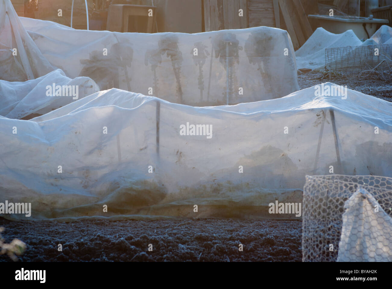 Garden fleece being used as frost protection on an allotment Stock ...
