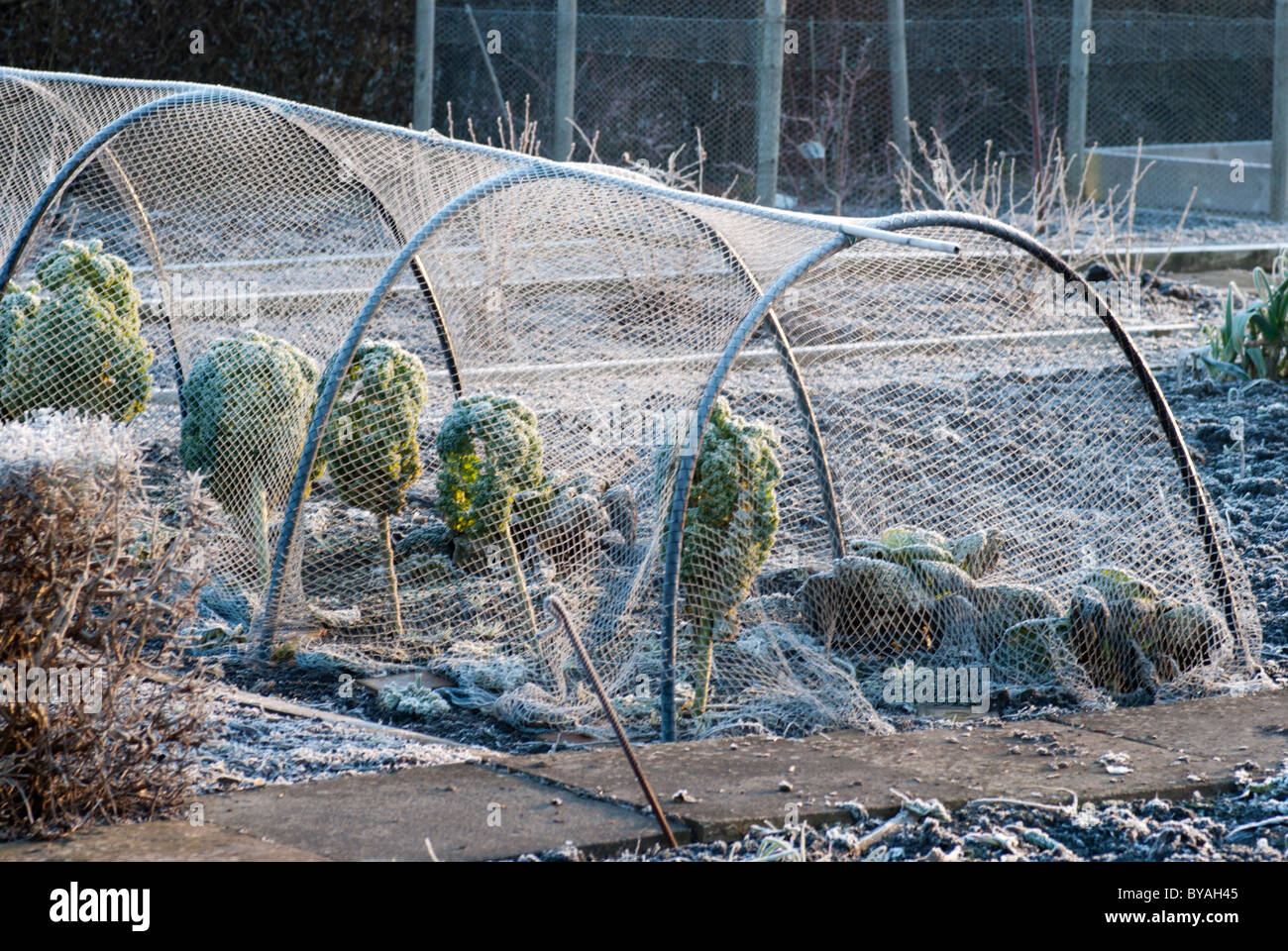 Protecting crops from cold weather hi-res stock photography and images ...