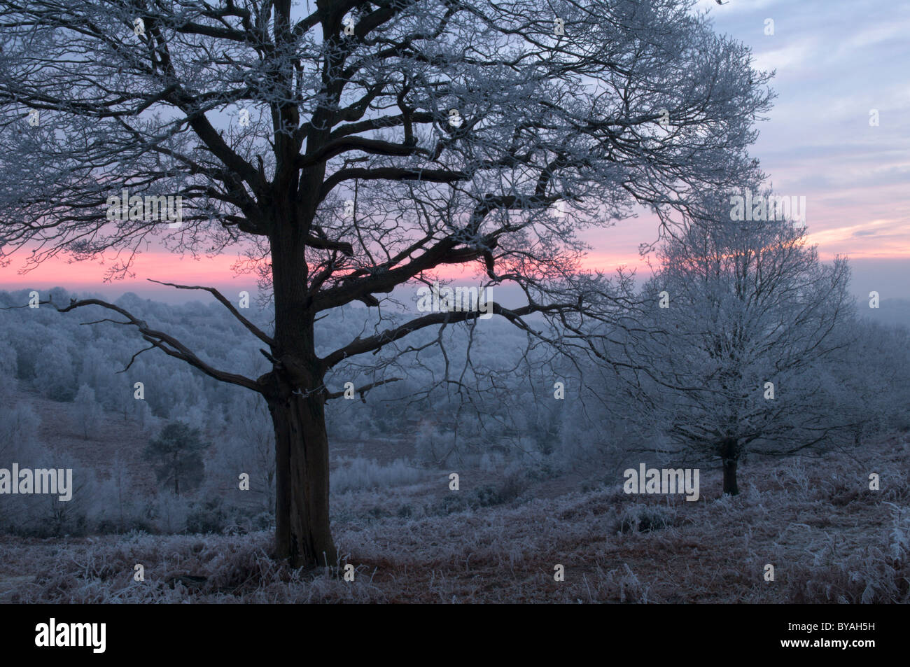 Woolbeding common west sussex hi-res stock photography and images - Alamy