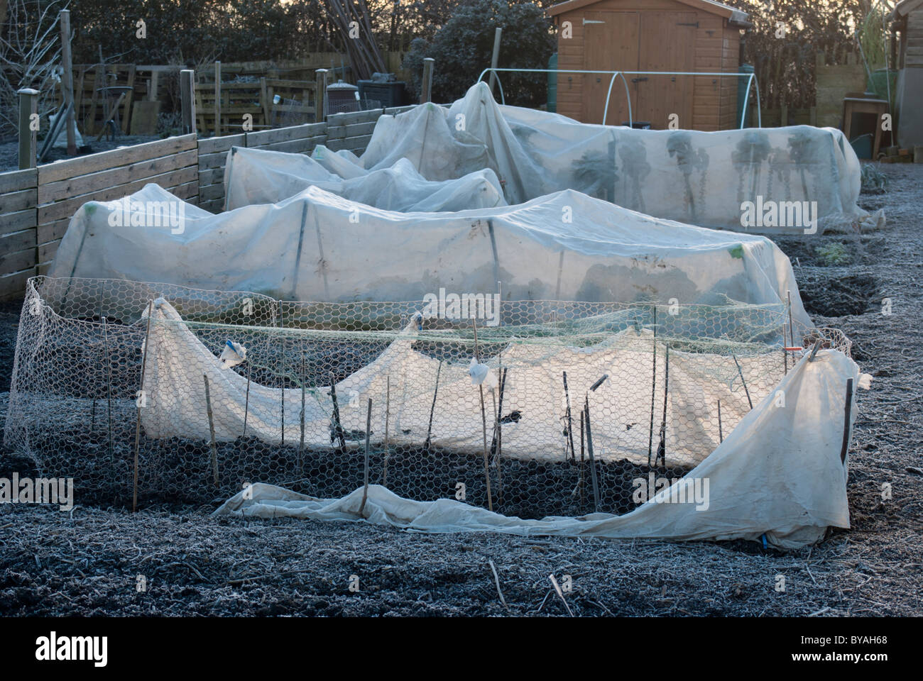 Garden fleece being used as frost protection on an allotment Stock ...
