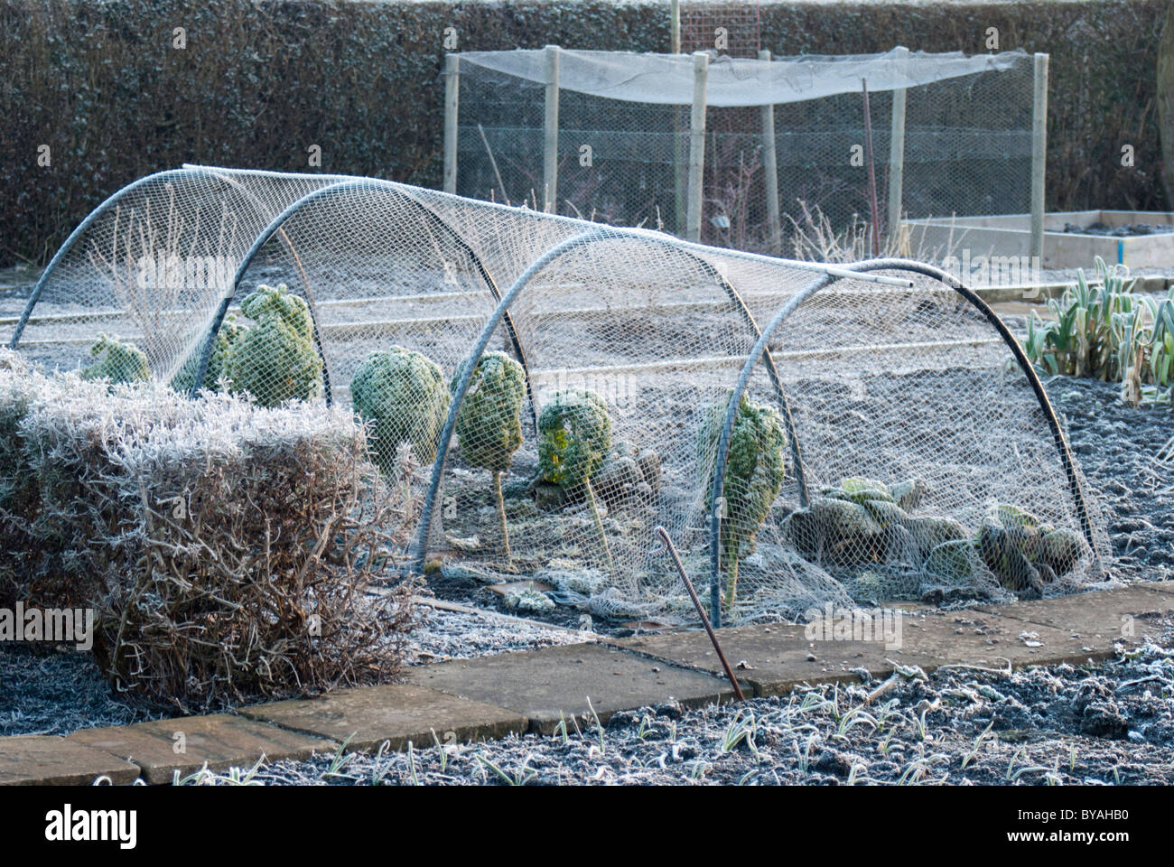 Protecting crops from birds using netting over hoops on an allotment ...
