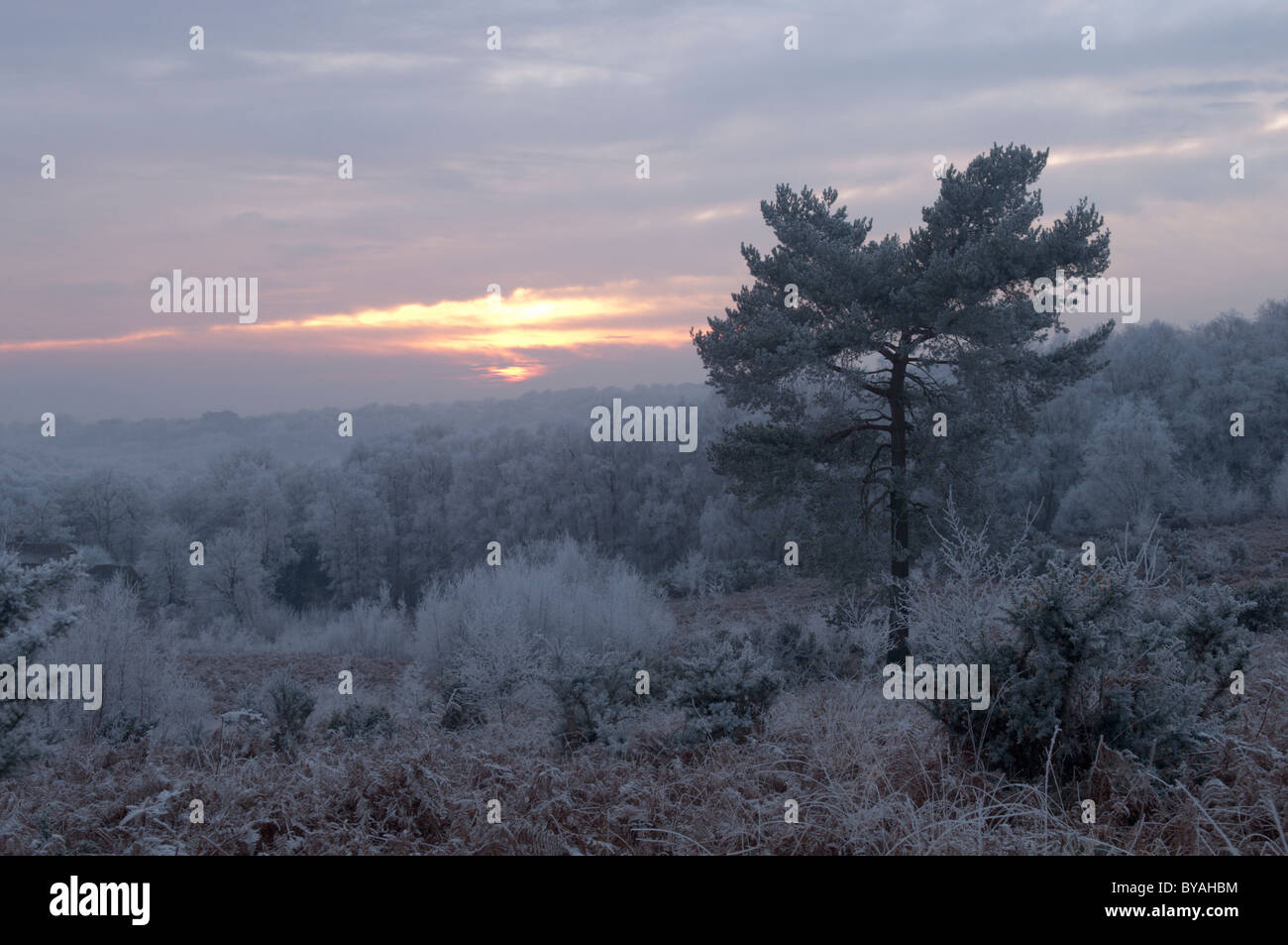 Midhurst common hi-res stock photography and images - Alamy