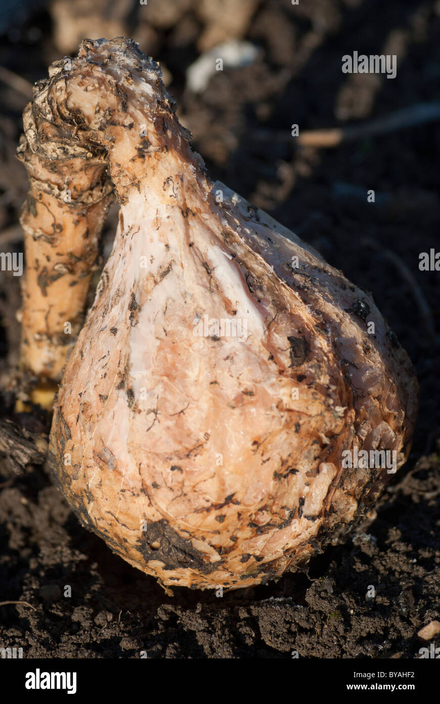 Rotten cabbage hi-res stock photography and images - Alamy Rotten cabbage hi-res stock photography and images - Alamy