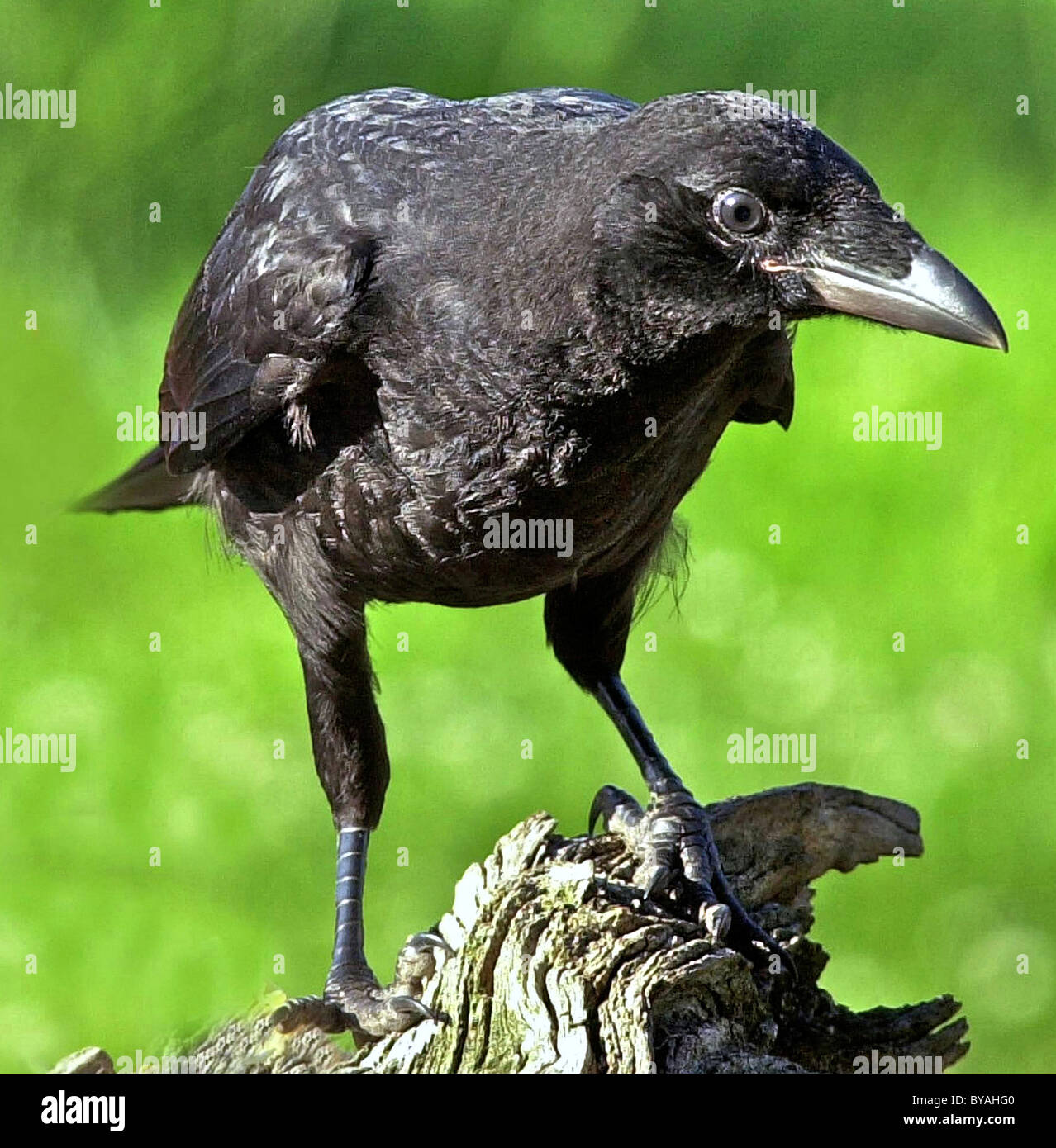 The all-black carrion crow (Corvus corone) is one of the cleverest ...